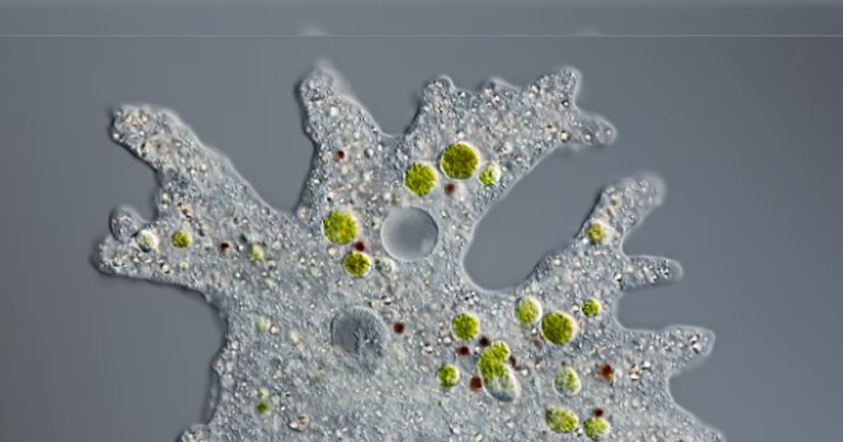 यहां रहस्यमयी वायरस ने मचाई तबाही, ताजा पानी के इस्तेमाल से हो रही ...