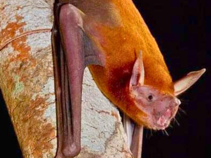 इन जीवों की आवाज भयानक, तेज से चीख दें तो फट जाएगा कान का पर्दा, कुछ तो ...