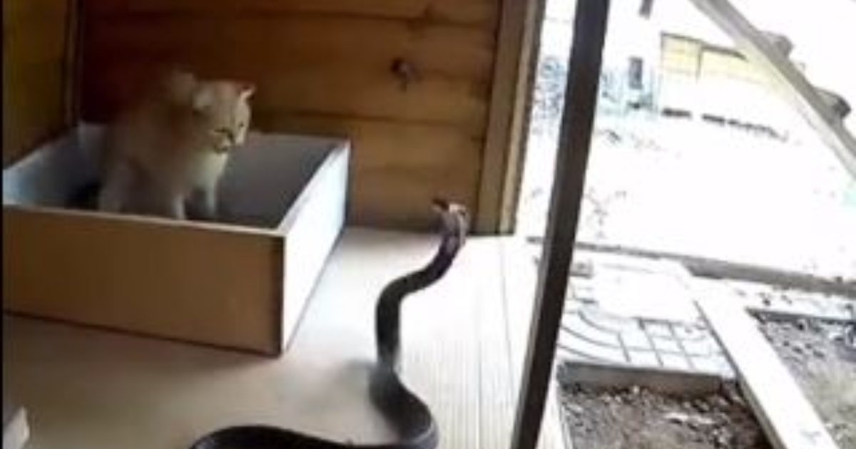 Cats vs Snakes fights: सांपों पर भारी पड़ीं बिल्लियां, पटक-पटक कर लगाई ...