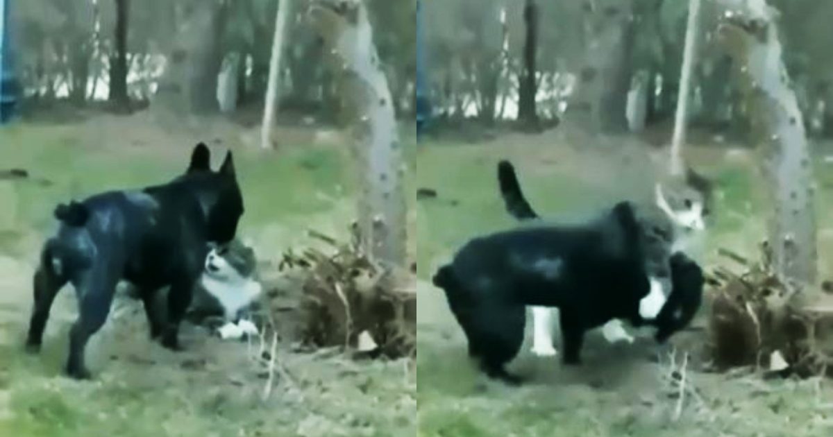 महज 1 सेकंड में बिल्ली ने कुत्ते को लगाई ऐसी पटखनी, औधें मुंह गिरते ही हुए बन गया चकरघिन्नी ...