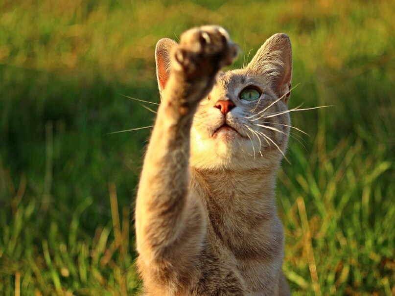 Declawing tiger like large cats is a cruel practice with shocking ...