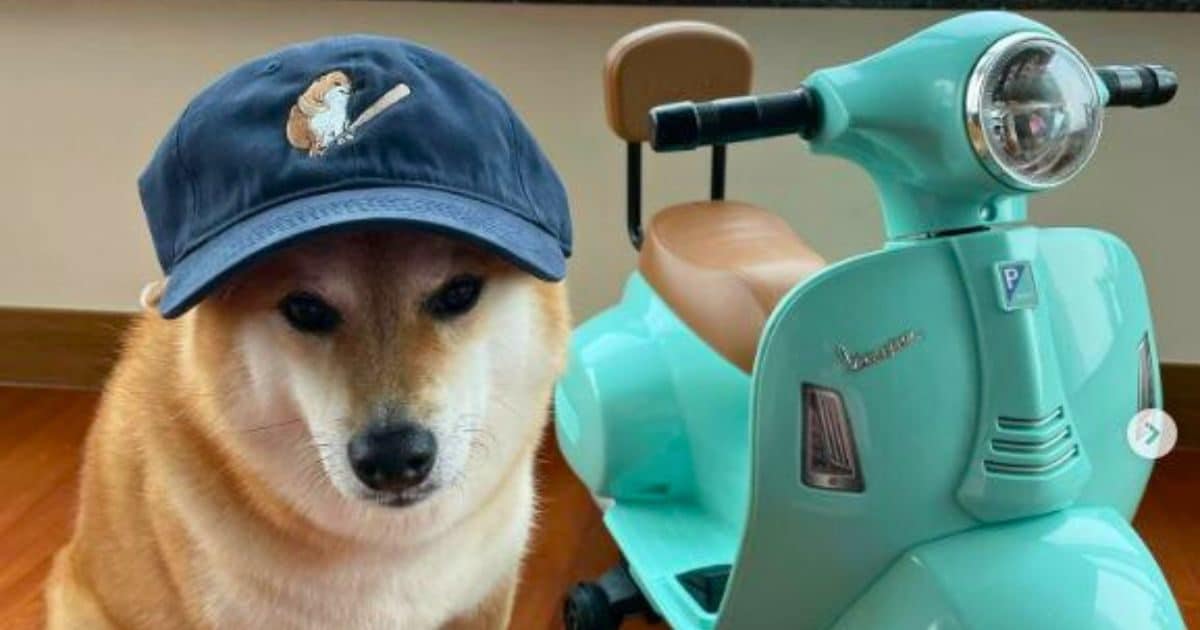 कुत्‍ते की मौत पर क्‍यों उदास दुनिया? श्रद्धांजल‍ि देने वालों का तांता ...