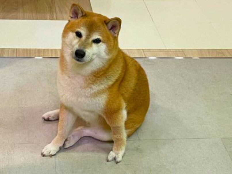 कुत्‍ते की मौत पर क्‍यों उदास दुनिया? श्रद्धांजल‍ि देने वालों का तांता ...