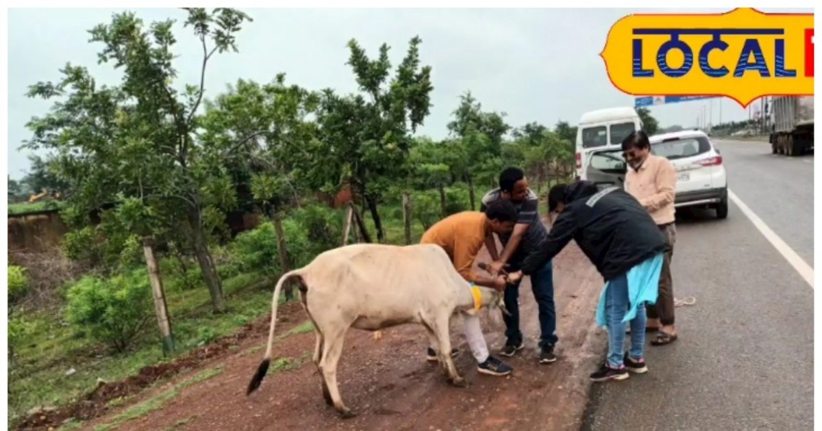 आवारा पशुओं ने किया नाक में दम, अब इस राज्य में IAS-IPS अधिकारी ...