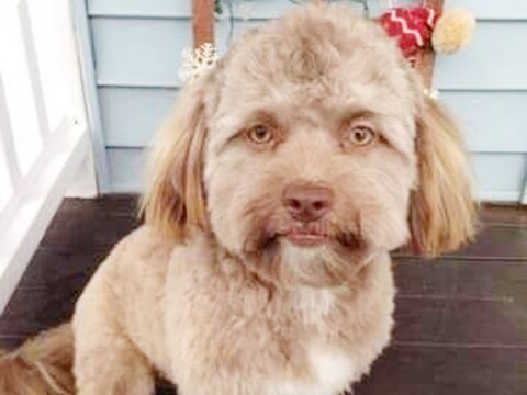 'इंसानी चेहरे' वाले इस कुत्ते की तस्वीरों ने लोगों को किया हैरान ...