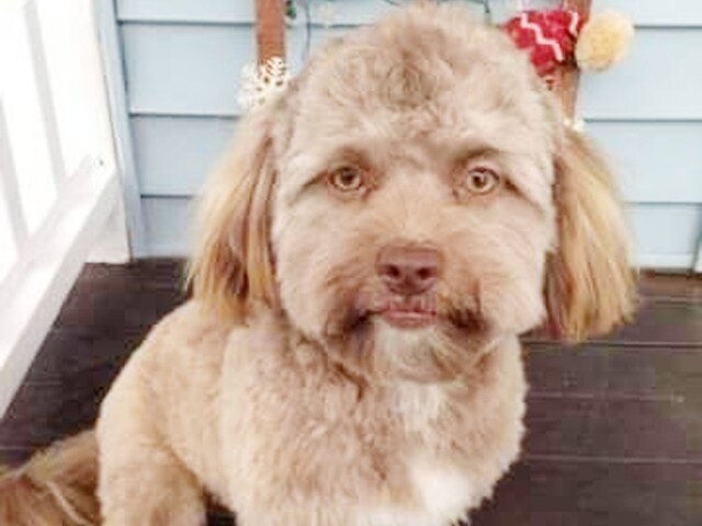 'इंसानी चेहरे' वाले इस कुत्ते की तस्वीरों ने लोगों को किया हैरान ...