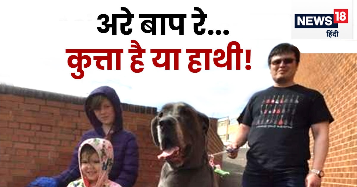 कभी देखा है हाथी जैसा वजनी कुत्ता? लंबाई 7 फीट से ज्यादा, वजन 100KG ...