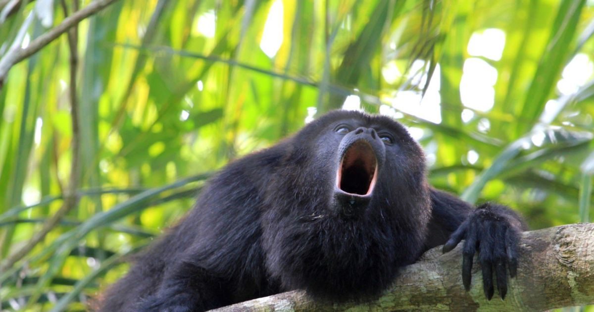 इन जीवों की आवाज भयानक, तेज से चीख दें तो फट जाएगा कान का पर्दा, कुछ तो ...