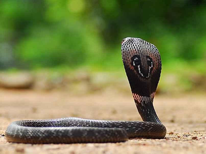 King Cobra एक बार में कितने अंडे देता है? कब होता सांपों का जन्‍म ...