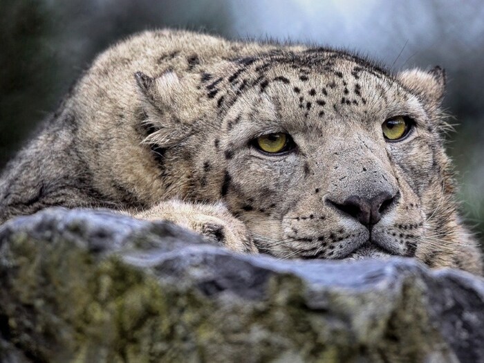 Declawing tiger like large cats is a cruel practice with shocking ...