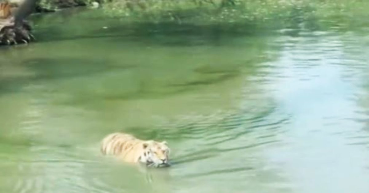 VIRAL VIDEO: टाइगर को बतख ने बनाया बेवकूफ, ऐसा गायब हुआ, भौचक्का होकर ...