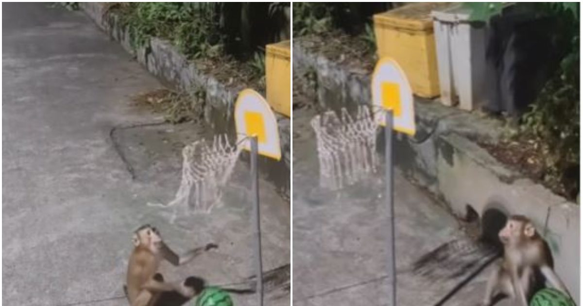 ‘तरबूज’ से बास्केटबॉल खेलते बंदर का मजेदार वीडियो वायरल, हुप्स में बॉल ...