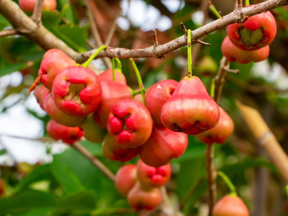 गुलाब की खुशबू का स्वाद है Rose Apple में, पोषक तत्वों से है भरा ...