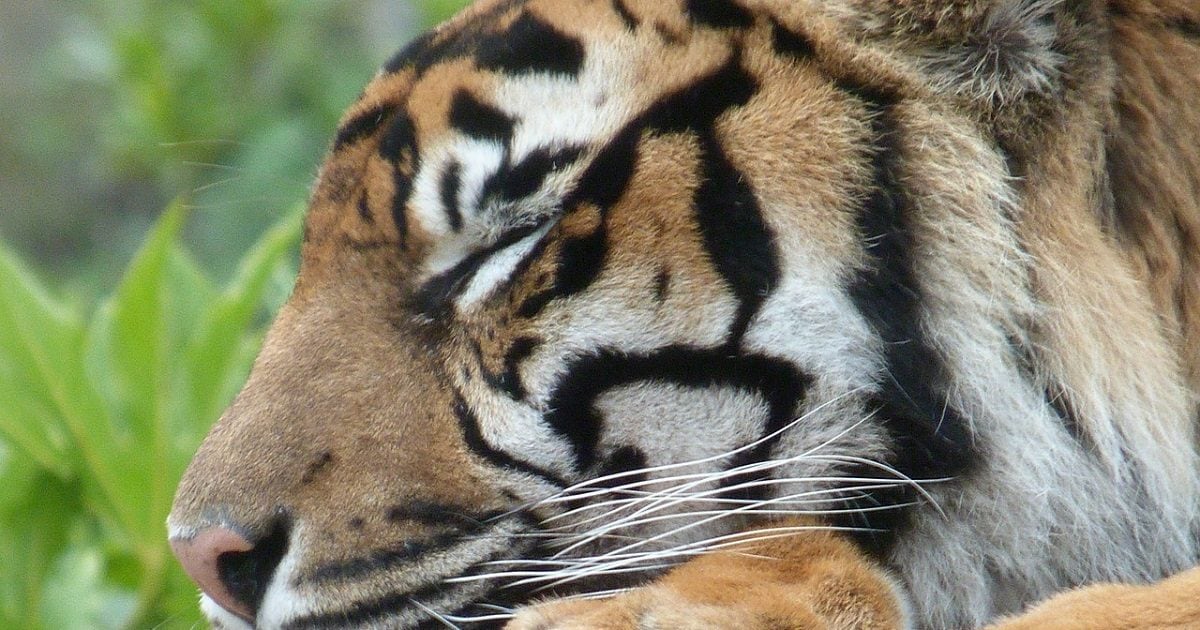 Declawing tiger like large cats is a cruel practice with shocking ...