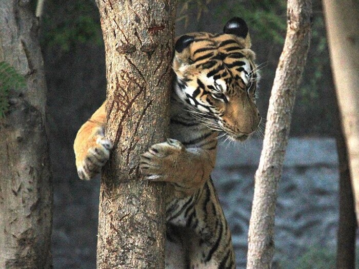 Declawing tiger like large cats is a cruel practice with shocking ...