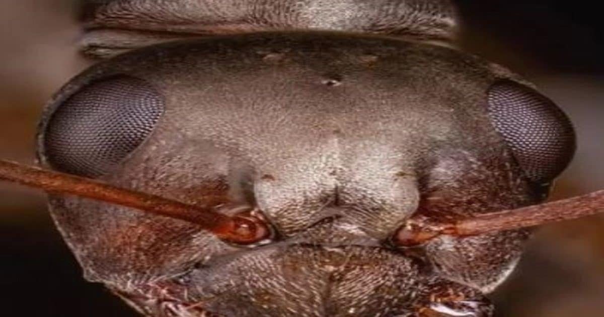 चींटी की सेल्फी हुई वायरल, नजदीक से ऐसा नजर आता है चेहरा, देखते ही ...