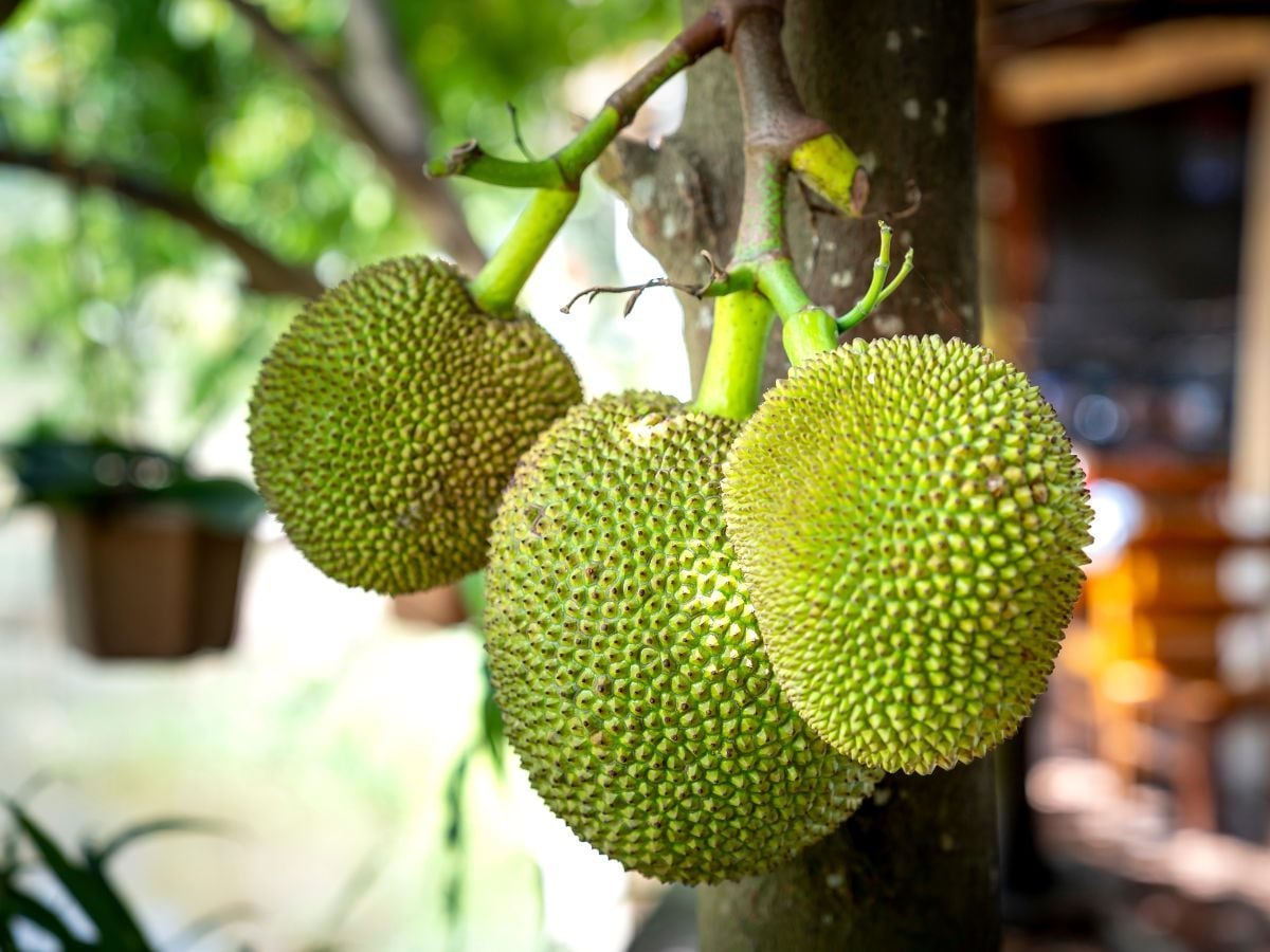 सिकी रोटी के स्वाद सा मजा देता है ब्रेडफ्रूट, एनर्जी से भरपूर, शुगर भी ...