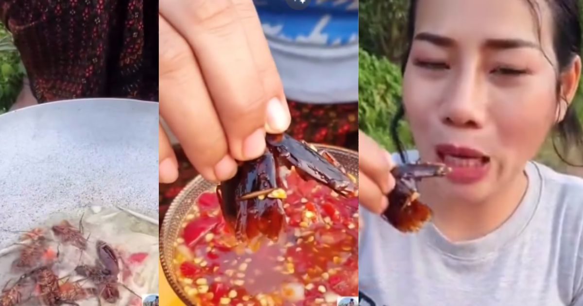 तेल में चटकाए तिलचट्टे, फिर टमाटर-मिर्च की चटनी लगाकर खा गई लड़की ...