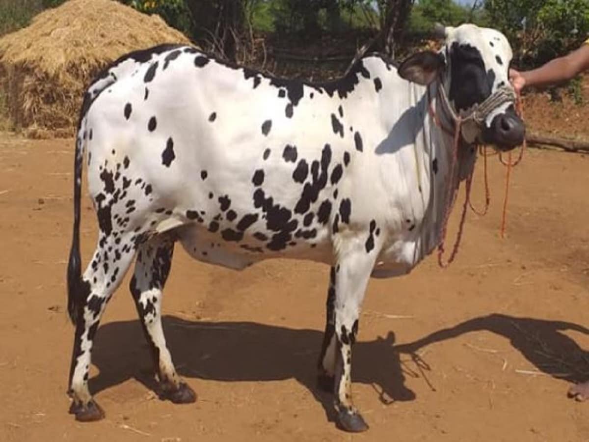 दुनिया की इकलौती गाय, जो देती है 800 लीटर दूध, दुहते-दुहते थक जाता है ...