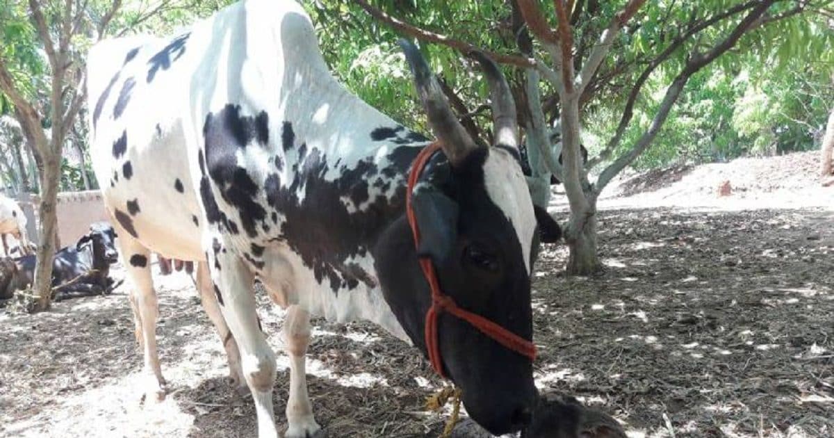 दुनिया की इकलौती गाय, जो देती है 800 लीटर दूध, दुहते-दुहते थक जाता है ...