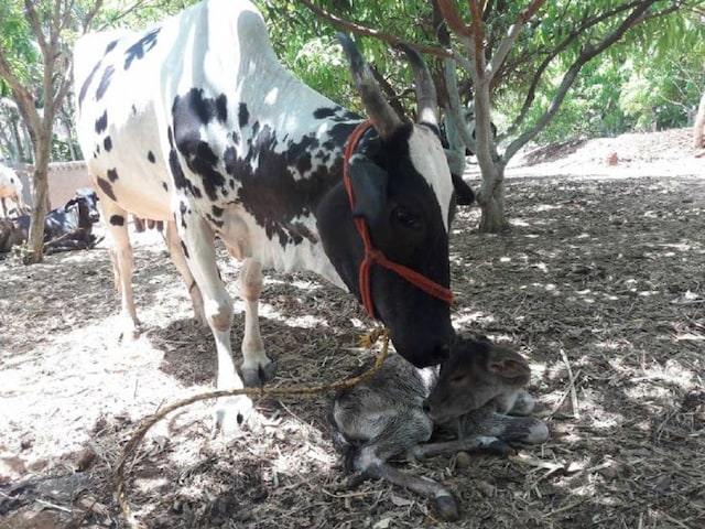 दुनिया की इकलौती गाय, जो देती है 800 लीटर दूध, दुहते-दुहते थक जाता है ...