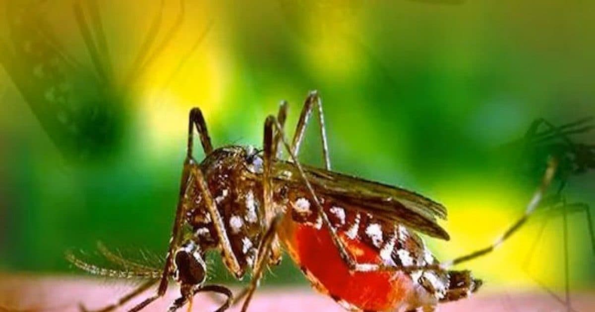 न बकरी का दूध, न पपीते के पत्ते, न कड़वी गोलियां... डेंगू मच्छर से छीन ...