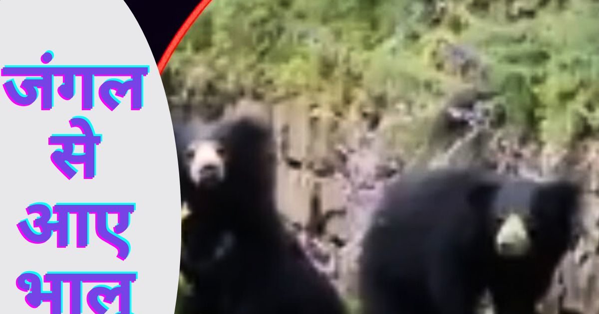 भालू राजा कहां चले...? शहर में आकर जामुन के पेड़ पर चढ़ा जानवर, घरों ...