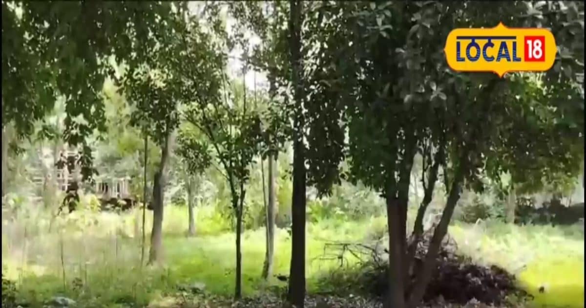 इस गार्डन में लगाए हजारों औषधीय पौधे, आज का हाल है बेहाल, प्रशासन पर ...