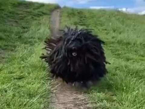 आपने देखा यह अजीब कुत्‍ता? Horror Movie की तरह आता नजर, मार्क जुकरबर्ग ...