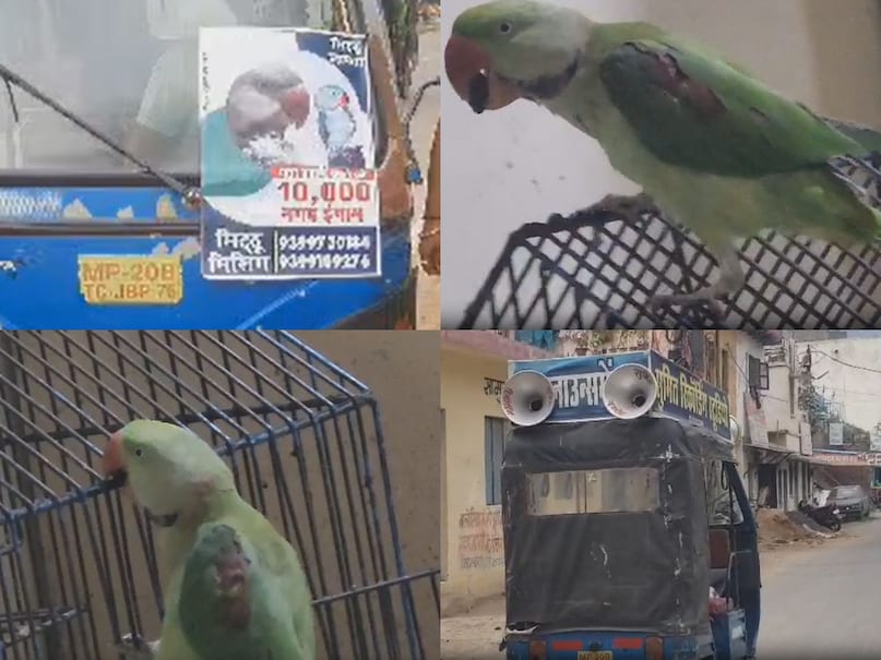 PHOTOS: जो इस तोते को ढूंढेगा उसे हजारों रुपये इनाम दिया जाएगा, परेशान ...