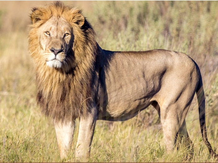 20 घंटे की नींद और 4 घंटे काम , ये है शेर की शाही दिनचर्या, World Lion ...