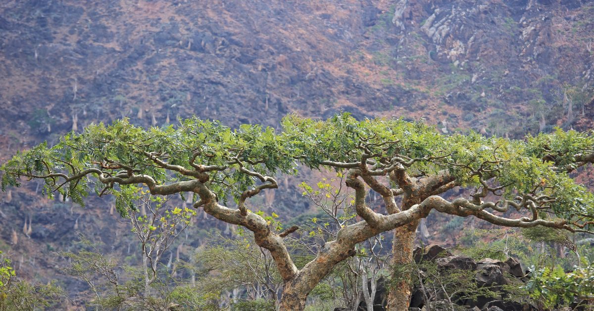 OMG: ऐसा पेड़, जो है 100 बीमारियों का इलाज, बवासीर से कैंसर तक में ...