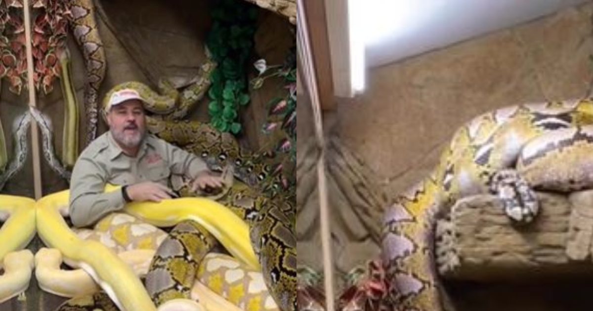 VIRAL VIDEO: दर्जनों अजगरों के बीच बेखौफ बैठे दिखा शख्स, लोग हैरान ...