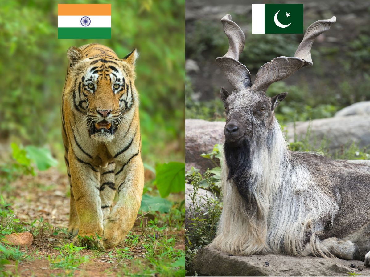 भारत का राष्ट्रीय पशु है बाघ, पाकिस्तान का सुनकर आ जाएगी हंसी! जानें ...