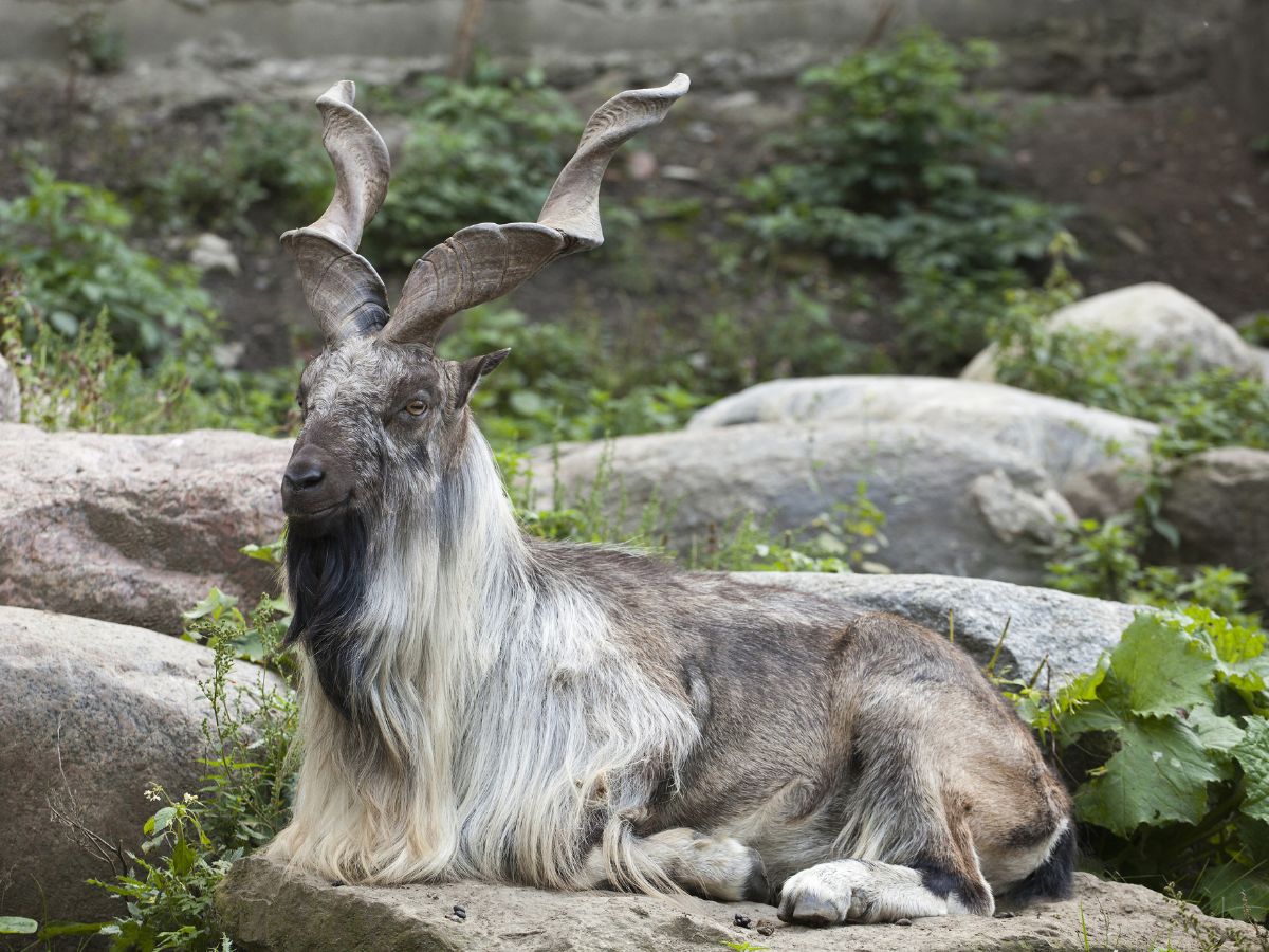 भारत का राष्ट्रीय पशु है बाघ, पाकिस्तान का सुनकर आ जाएगी हंसी! जानें ...