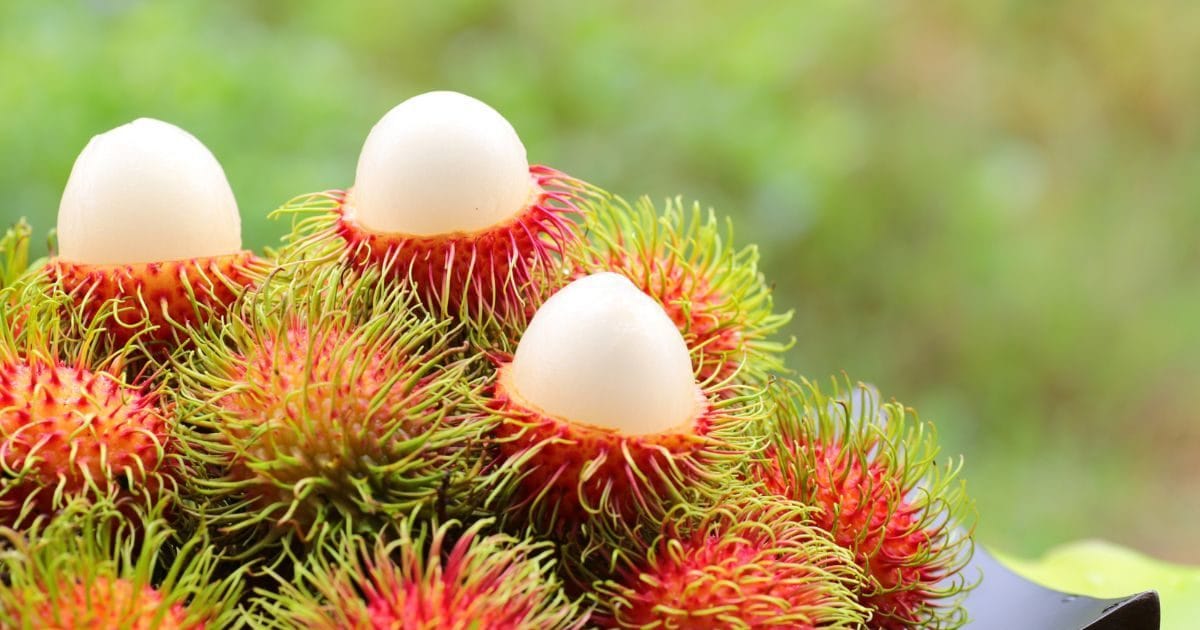 औषधीय गुणों से भरा है रामबुतान, भगवान राम से इस वजह से है जुड़ाव, इस ...