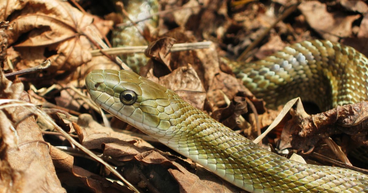 घोड़े से भी तेज़ भागता है ये सांप! बरसात के मौसम में दिख जाए, तो याद ...