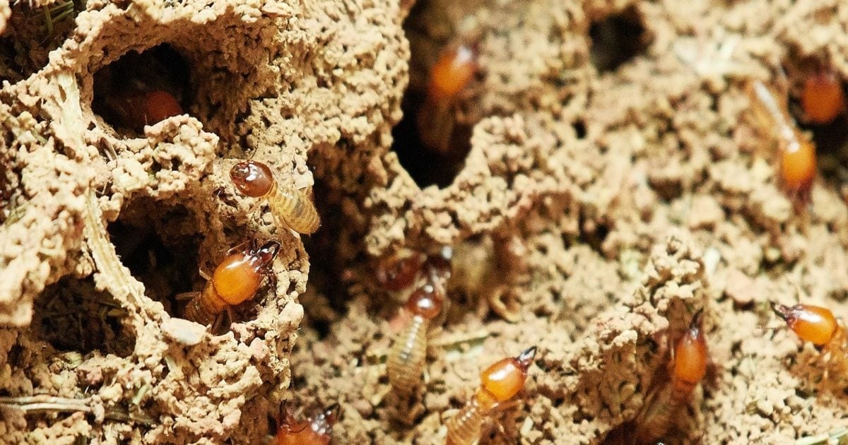 दीमकों ने बनाई ब्रिटेन जिनती बड़ी मेगा सिटी, जिसके सामने छोटा है ...