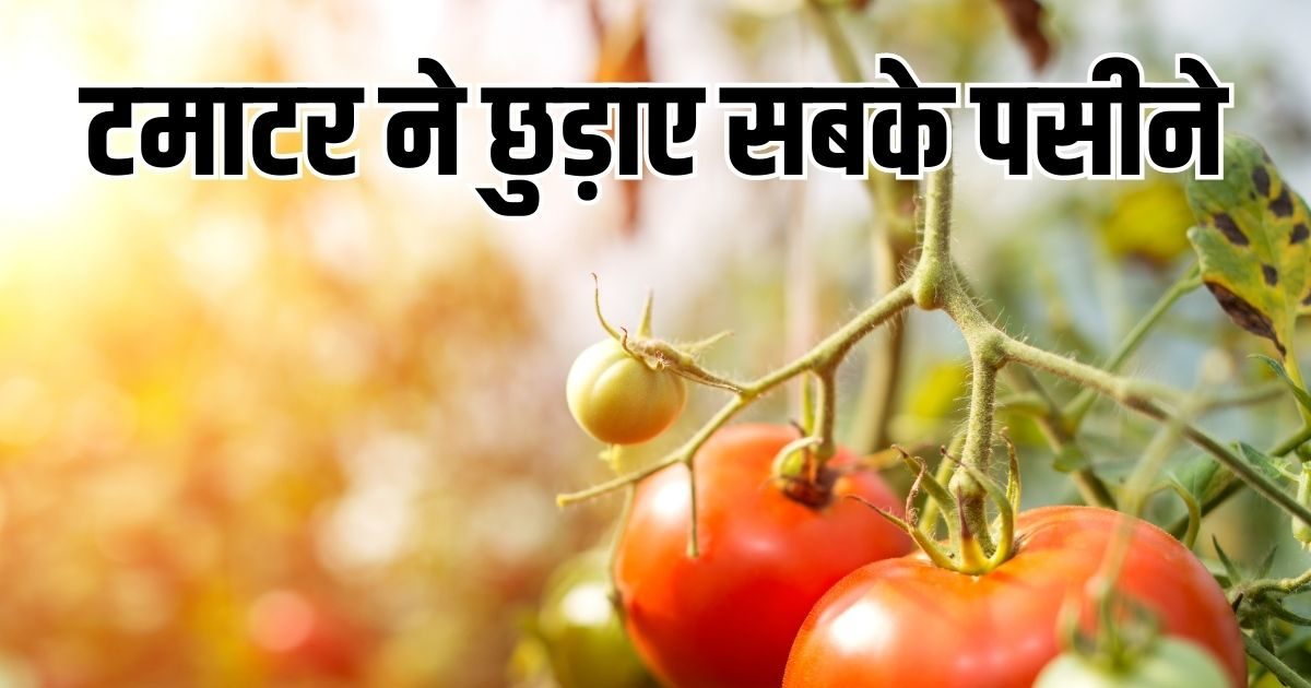 Tomato Price Hike impact after McDonalds and subway Burger king stops ...