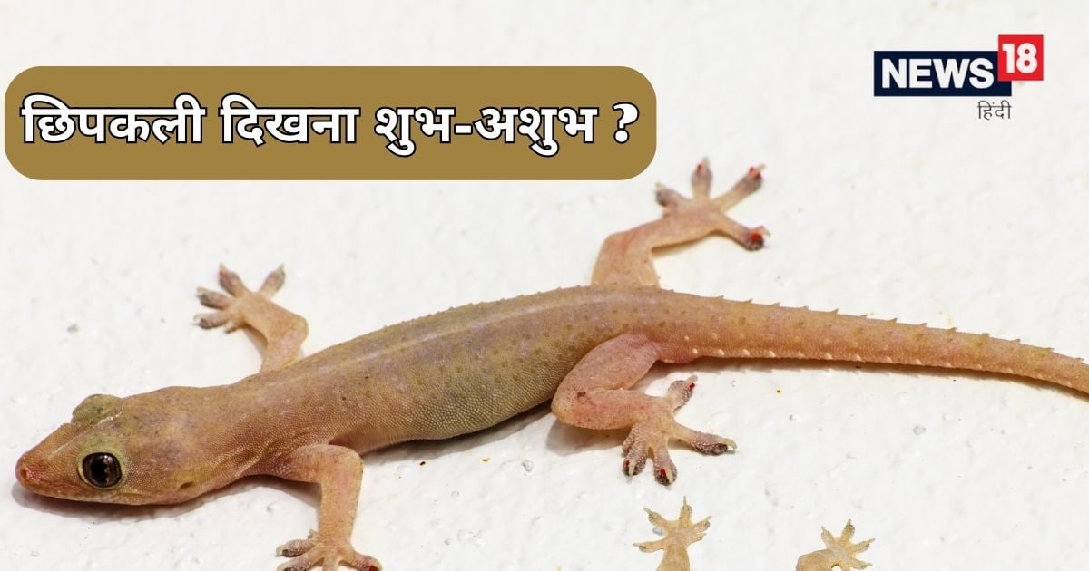 3 छिपकली का एक साथ दिखना दुर्लभ संयोग, 2 छिपकलियों को लड़ते देखना देता ...