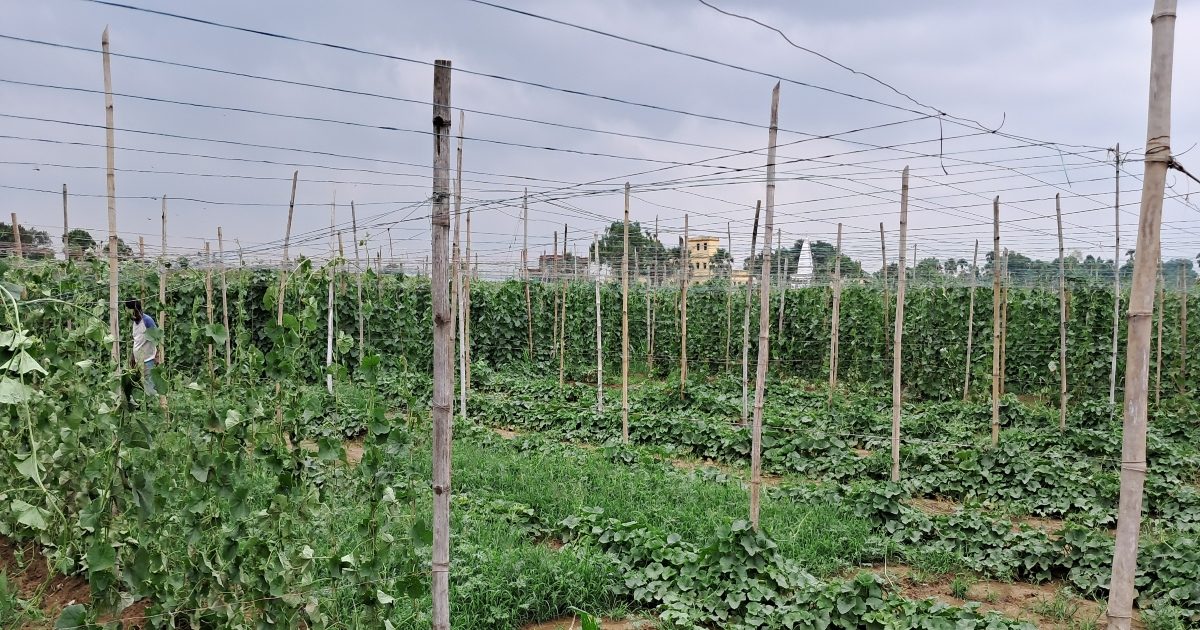 बारिश होने लगी कम तो बदला खेती का ट्रेंड...आज 'सब्जी वाले गांव' के नाम ...