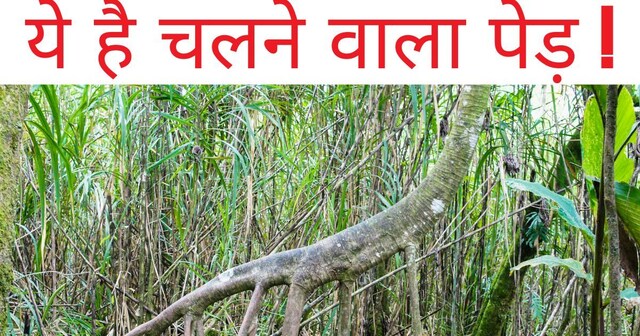 ऐसा विचित्र पेड़, जो सालभर चलता है! धीरे-धीरे पहुंच जाता है कई मीटर आगे ...