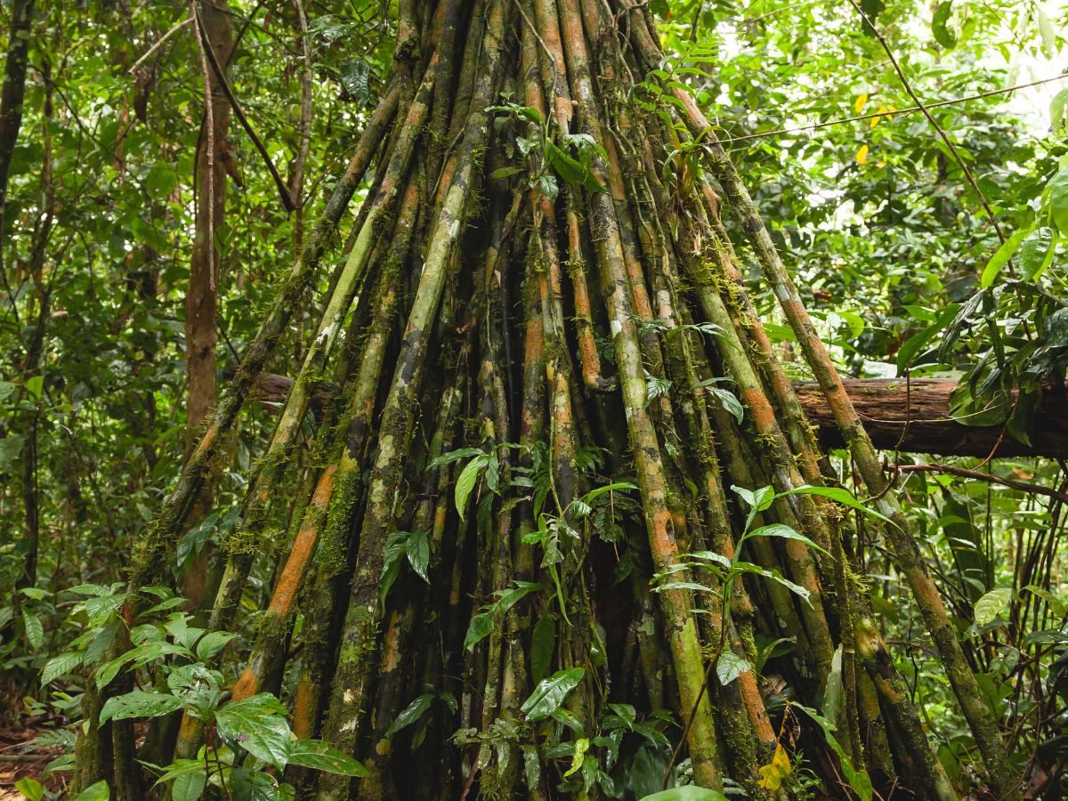 ऐसा विचित्र पेड़, जो सालभर चलता है! धीरे-धीरे पहुंच जाता है कई मीटर आगे ...