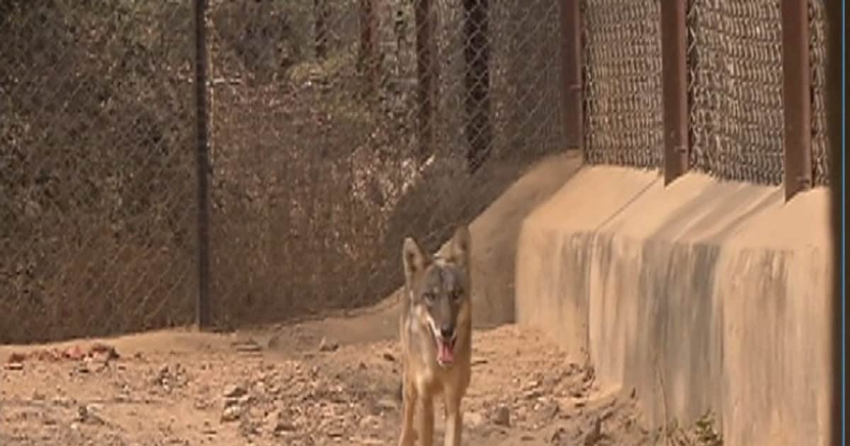 World Wolf Day: विलुप्ति की कगार पर भेड़िया, राजस्थान में बचे हैं महज 532, ताजा रिपोर्ट ने मचाई ...