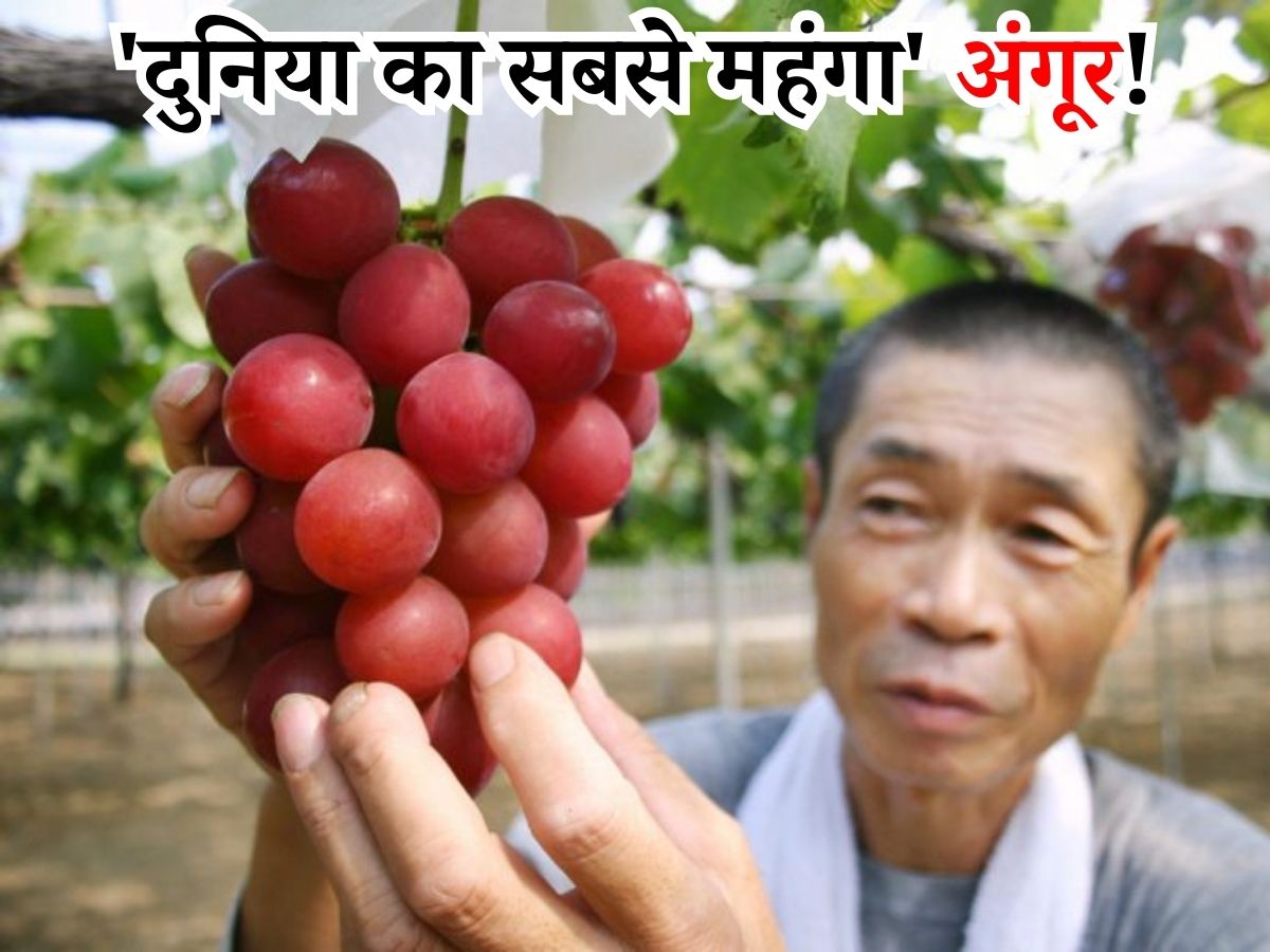 1 किलो छोड़िये 1 पीस की कीमत लाखों में, बाजार में नहीं सिर्फ नीलामी में ...