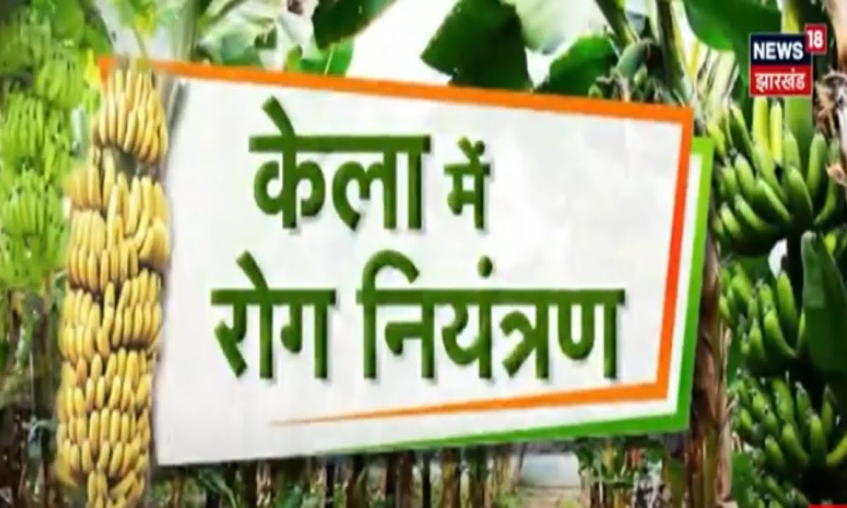 Banana Farming केला के बाग में लगने वाले रोगों की रोकथाम कैसे करें