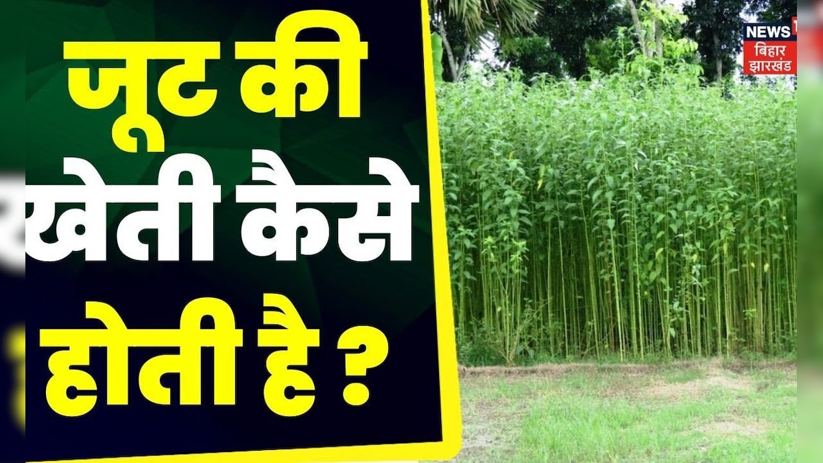 Annadata : जूट की कटाई और रेशा निकालने की तकनीक | Jute Farming | Jute ...