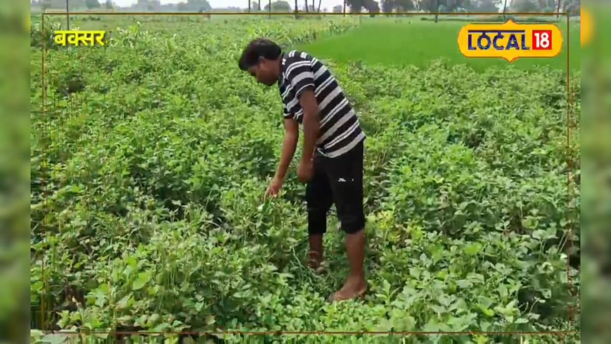 ग्रेजुएट पास युवक ने शुरू की बोरो की खेती, रोजाना हो रही अच्छी कमाई ...