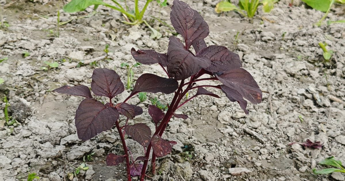 इस सब्जी ने किसान को किया मालामाल, मंडी जाने की जरूरत नहीं....खेत से ही ...