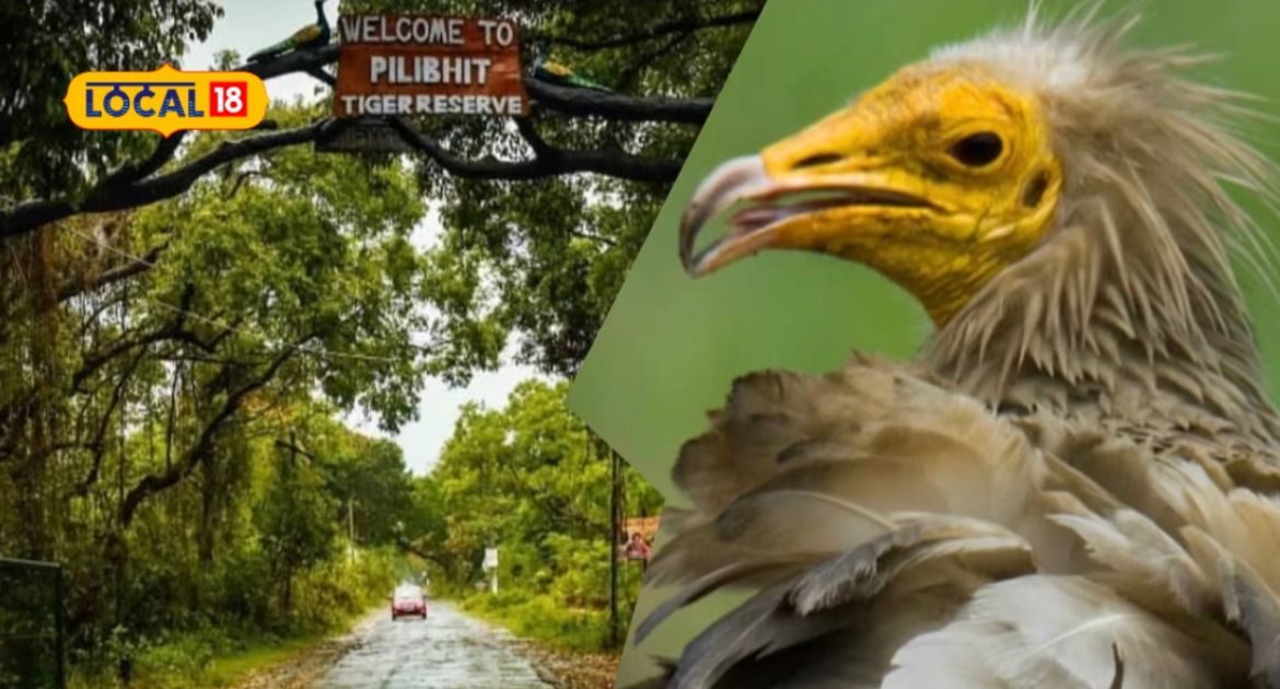 विलुप्ति की कगार पर पहुंची इस जीव की संख्या, टाइगर रिजर्व कर रही ...